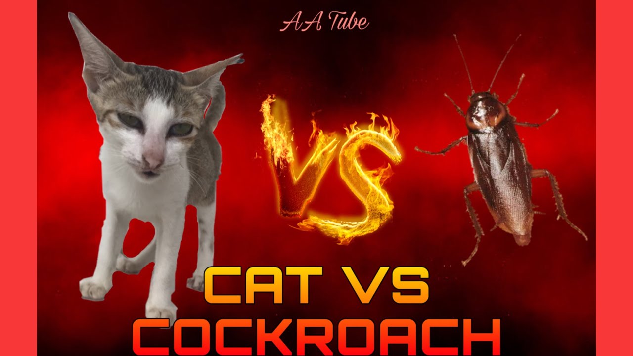 CAT vs COCKROACH || FUNNY CAT || AA Tube - YouTube