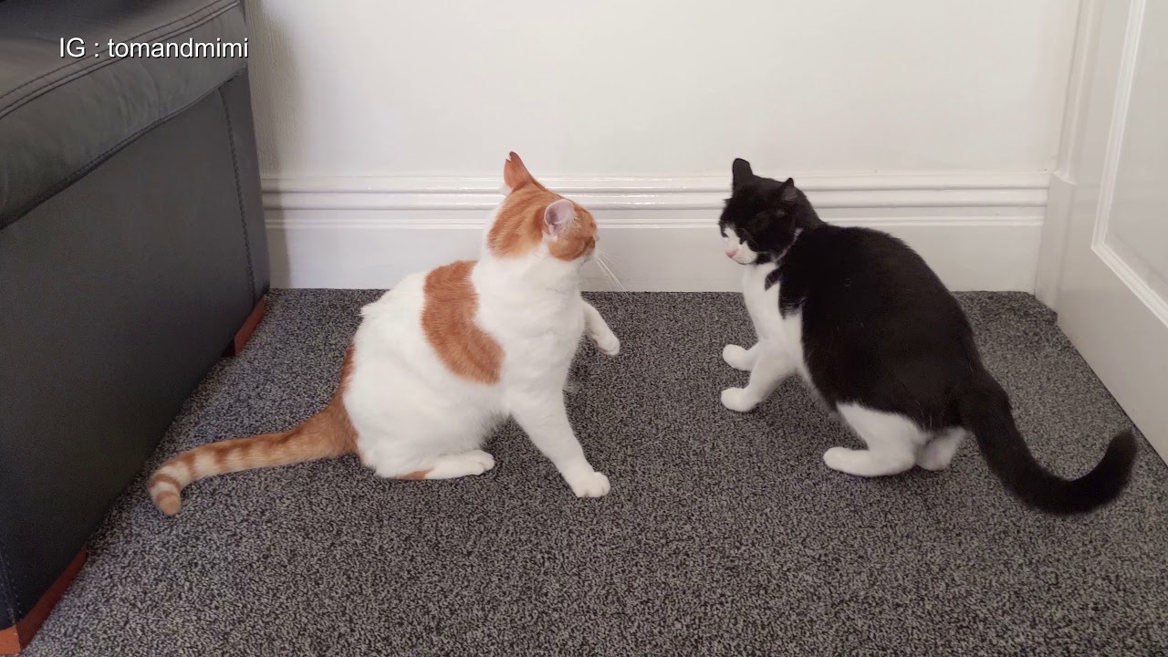 Crazy Cat Fight - YouTube