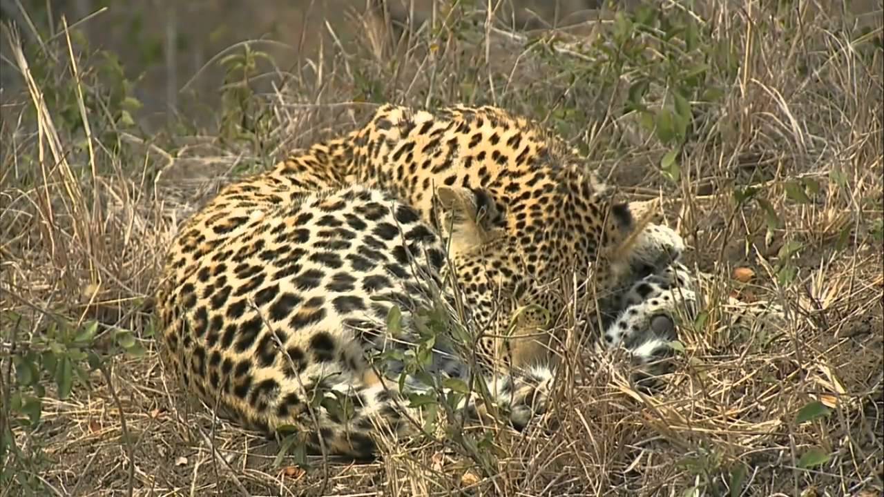Sindile Male Leopard SafariLive Pt. 2 on 6/6/2015 - YouTube