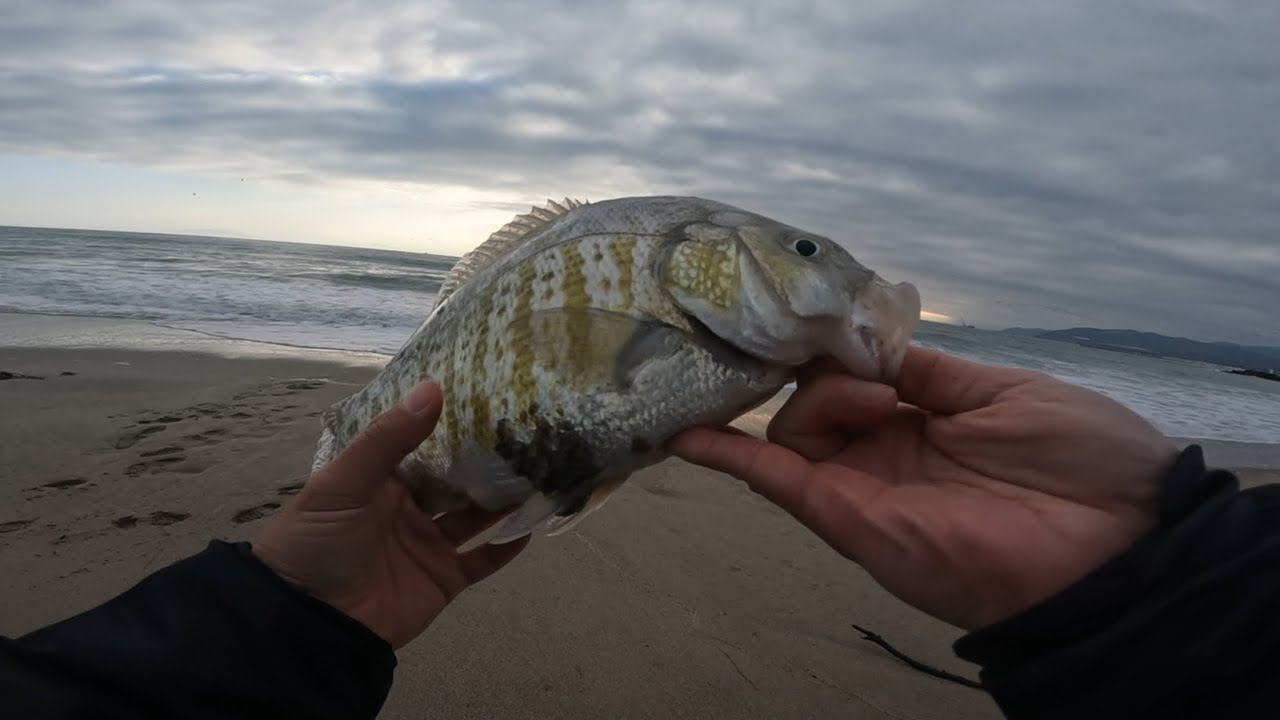 Ventura Surf Fishing MONSTER PERCH + A Surprise Catch! - YouTube