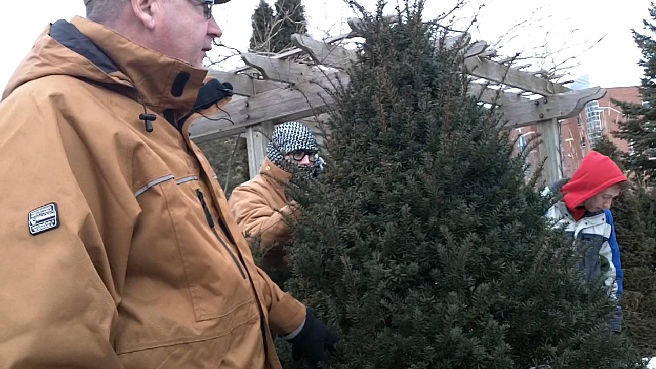 Taxus cuspidata 'Capitata' (Capitate Yew) - YouTube