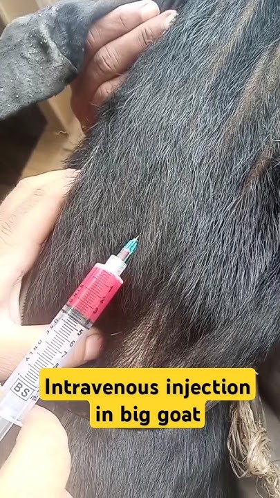 Intravenous injection in goat| #goatfarming #vet #animals #shorts #viralvideo - YouTube