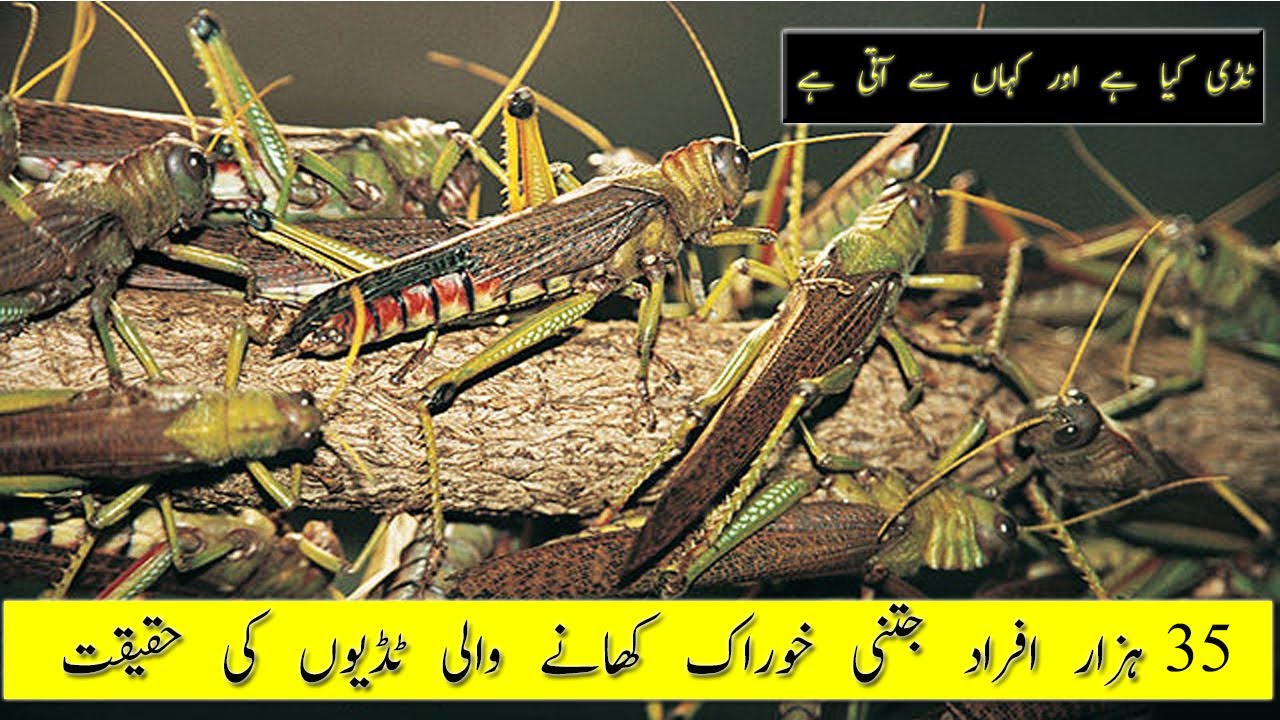 locust attack in pakistan (tiddi) | tiddi dal attack | (tidi dal - ٹڈی ...