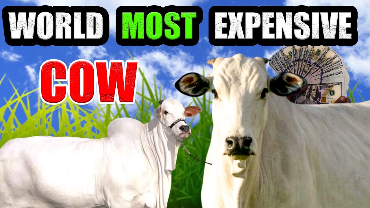 World Most Expensive Cow: Brazil Nelore Breed Cow Viatina 19 Sold For ...