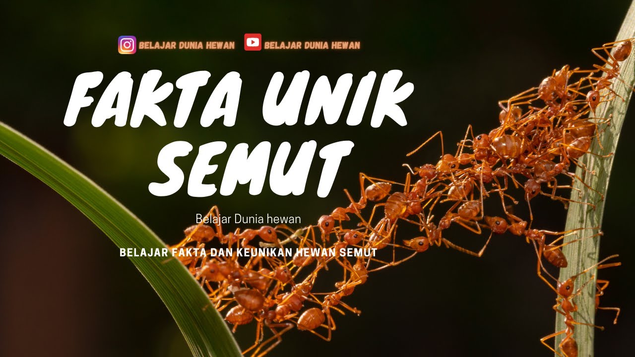 Fakta Unik Semut Yang Mengagumkan - YouTube