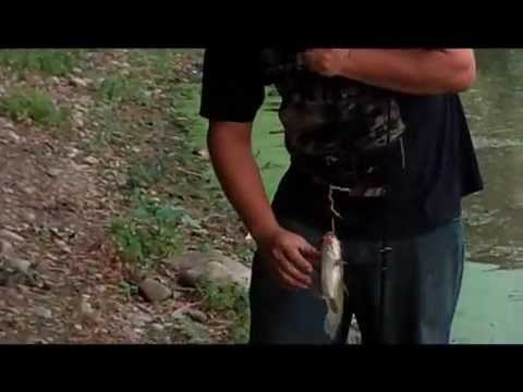 TURTLE, WALLEYE, & CATFISH - WABASH RIVER - YouTube