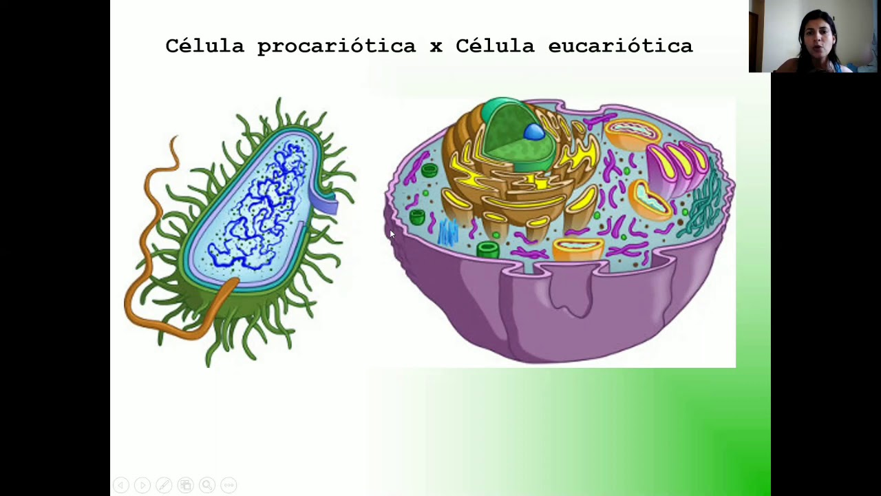 Biologia - Domínio Eukarya - 2ª série Ensino Médio - YouTube