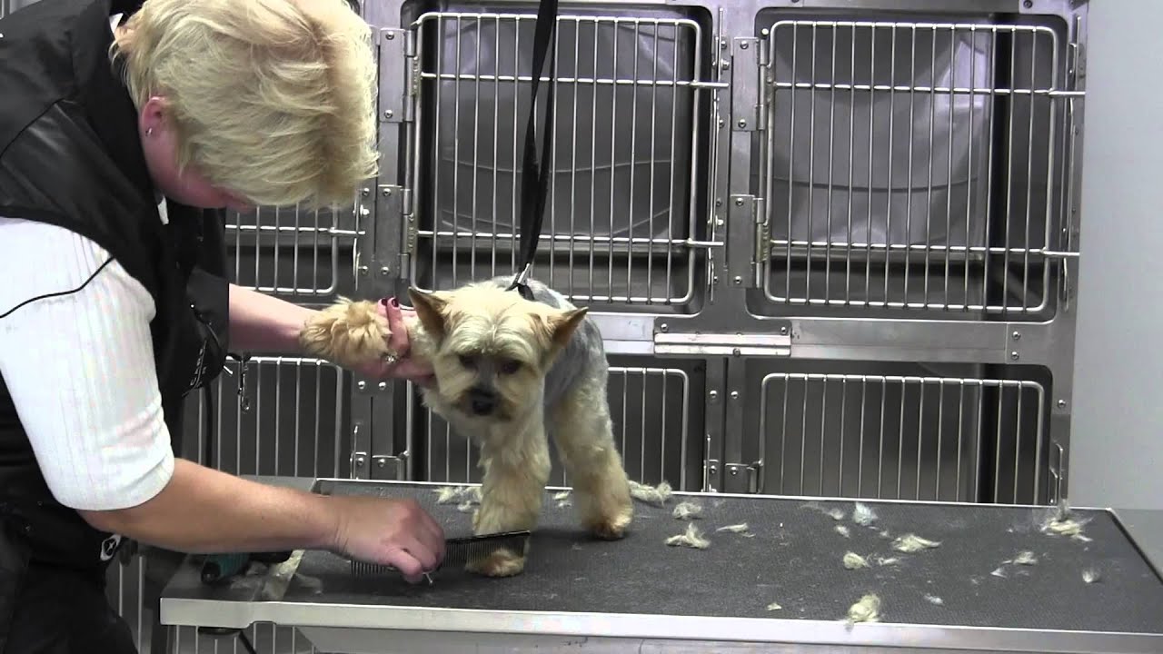 Yorkie Short Pet Trim- Legs- Front Feet - YouTube