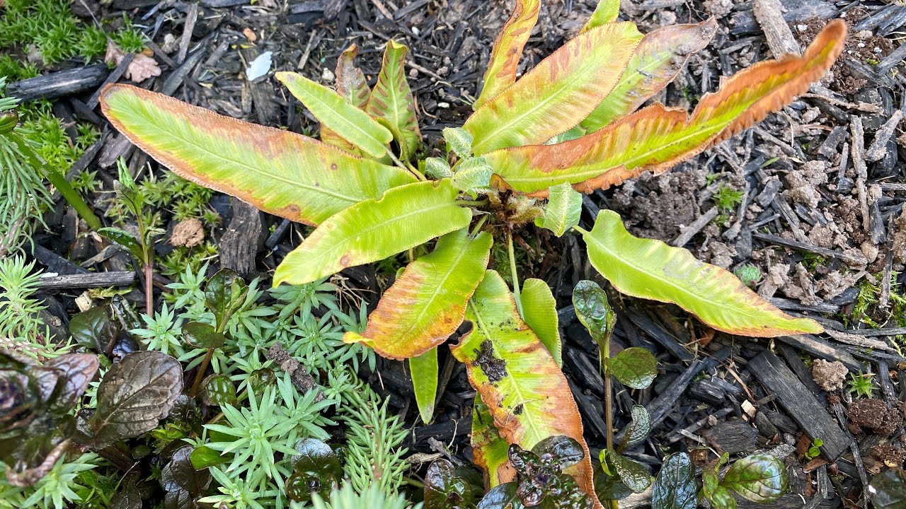 Spring Cut Back for Hart's Tongue Fern, Update After Transplant - May 2 ...