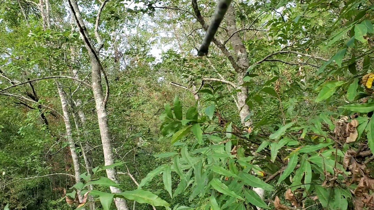 thistlewaite wma - YouTube