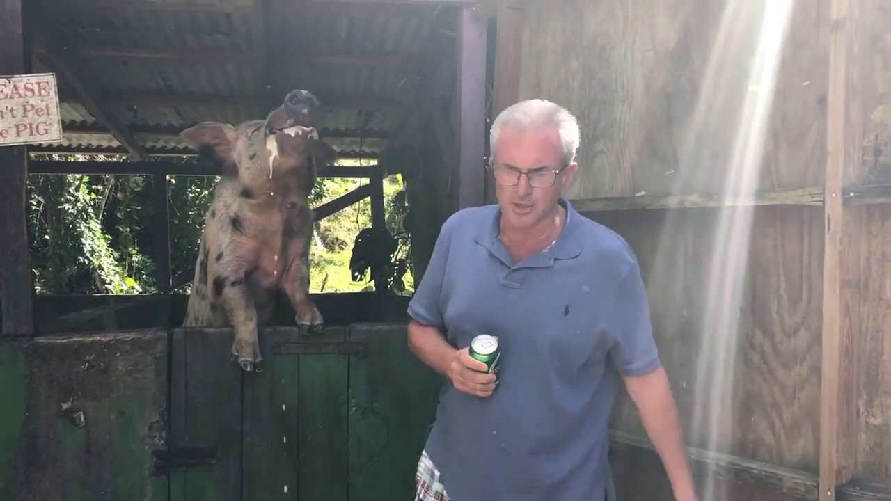 Hog Wild for Commercial Auto - YouTube