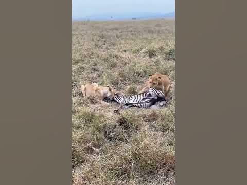 Two lions take down a live zebra. #wildplanet | #Shorts - YouTube