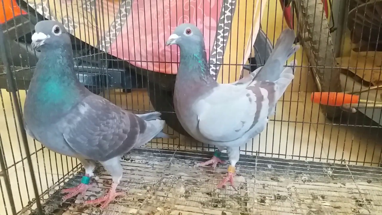 Racing Homer For Sale --- Contact - 9742749465 - YouTube