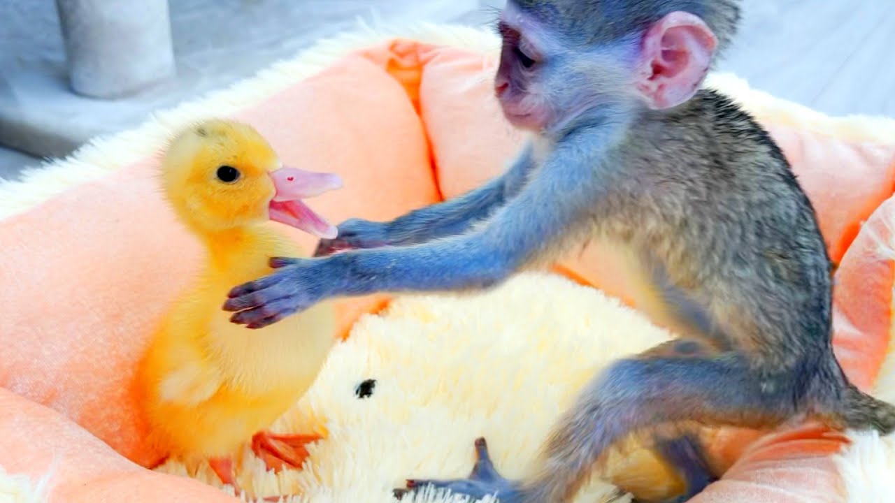 Duckling meets a funny monkey for the first time - YouTube