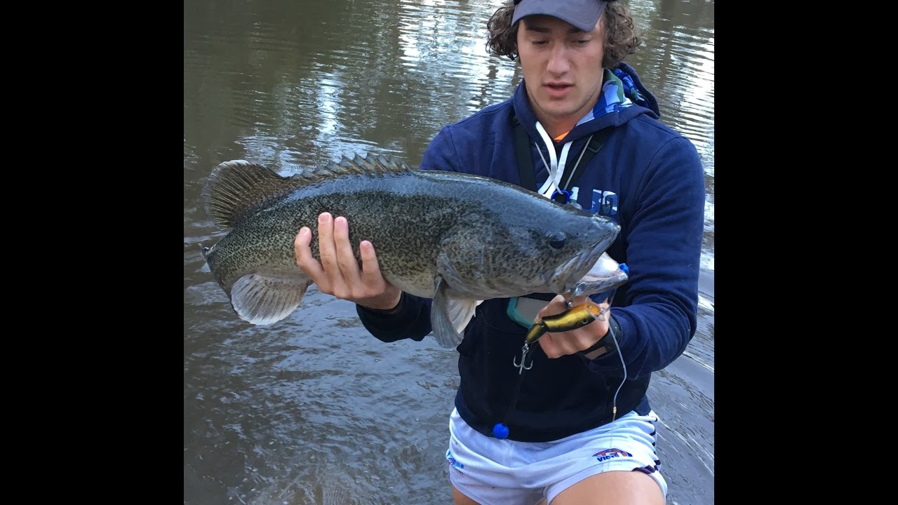 Murray Cod fishing- Cods Country - YouTube