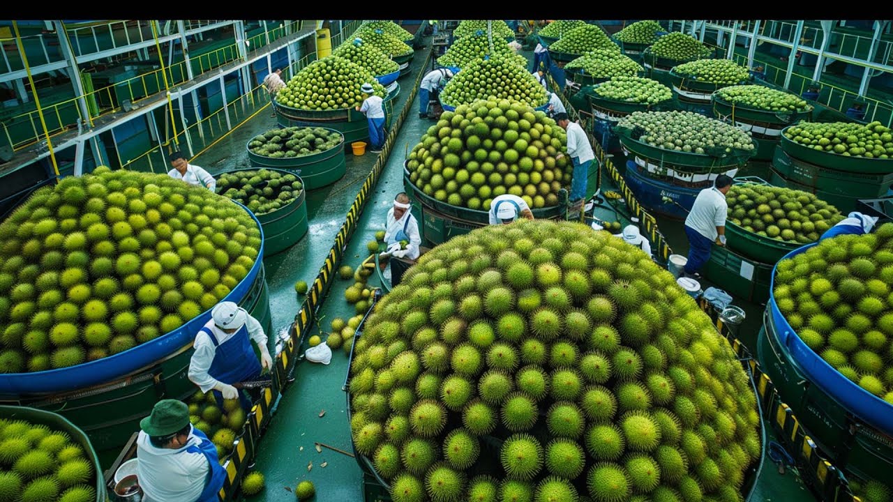 Amazing Indian Farmers Harvest Custard Apples: Inside Modern Processing ...