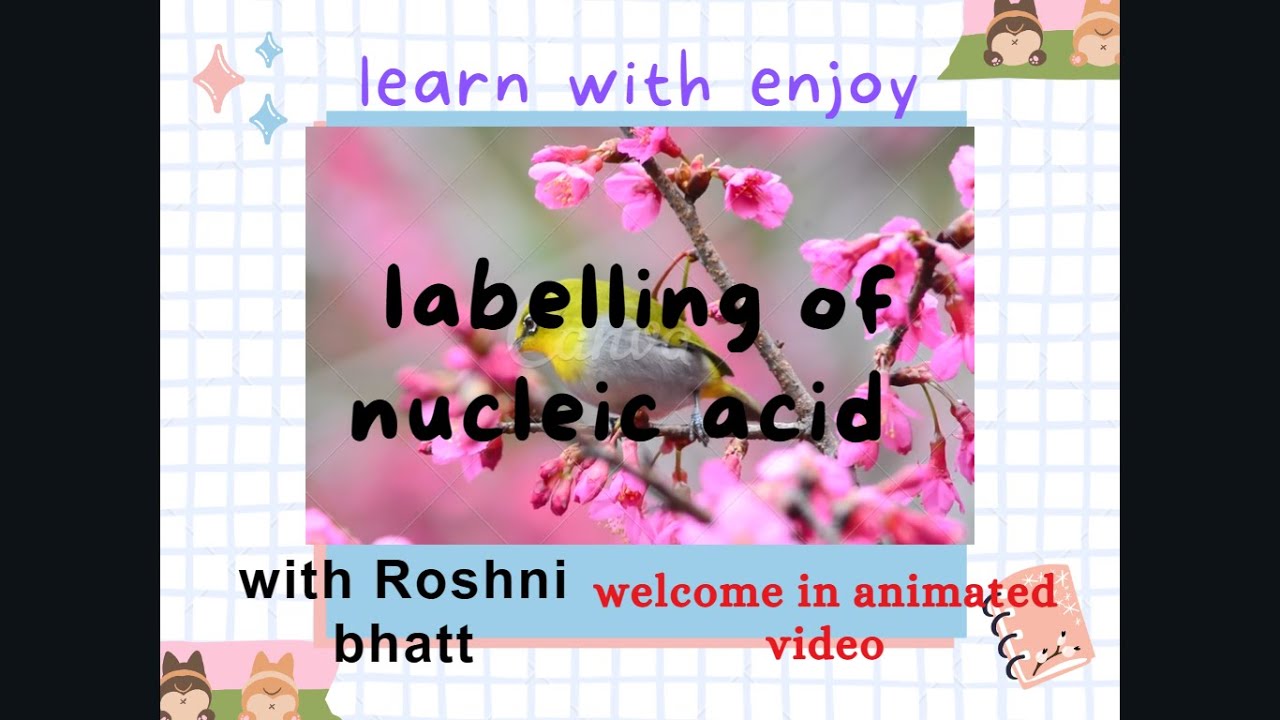 Labelling of nucleic acid ( ANIMATED VIDEO) - YouTube