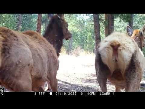 Elk Stampede