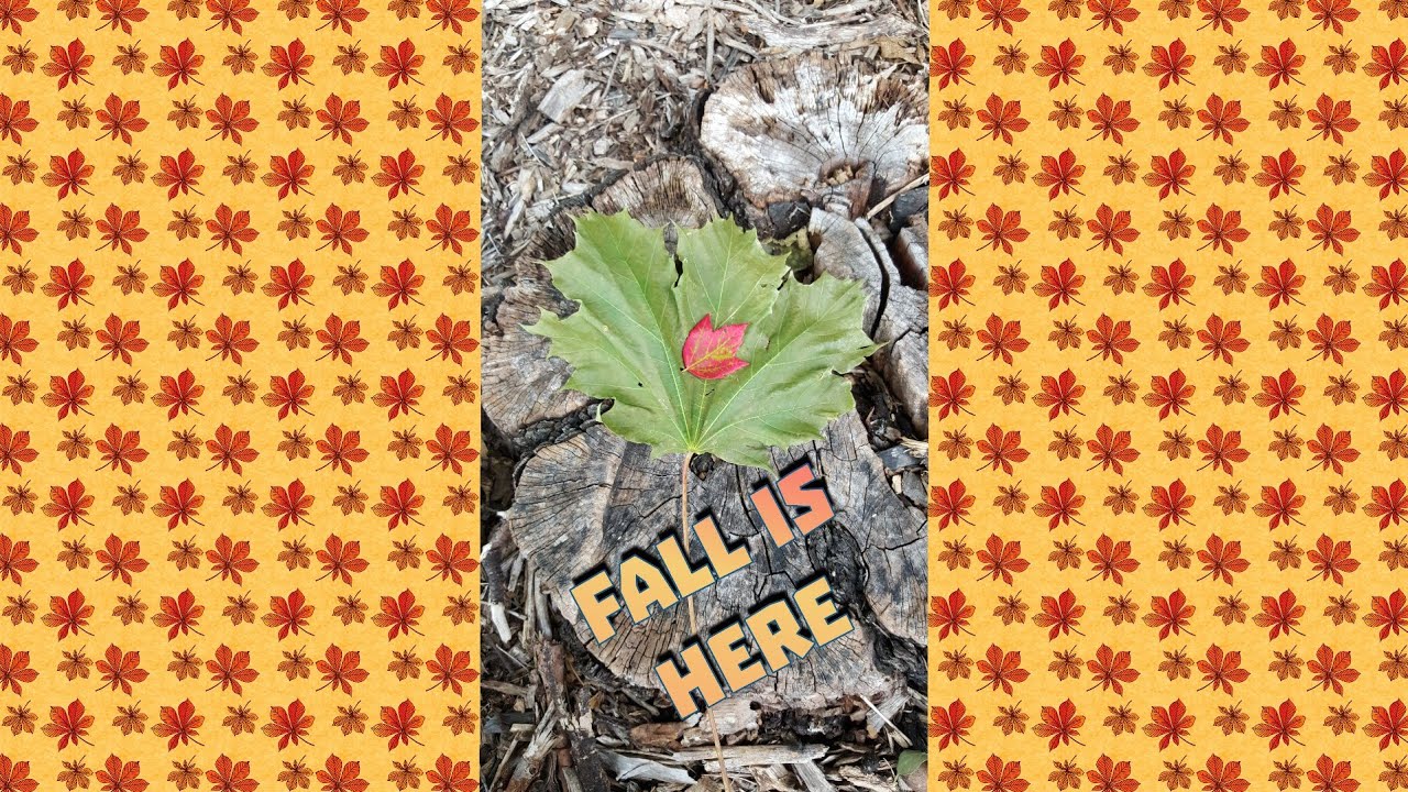 Fall Has Arrived! - YouTube