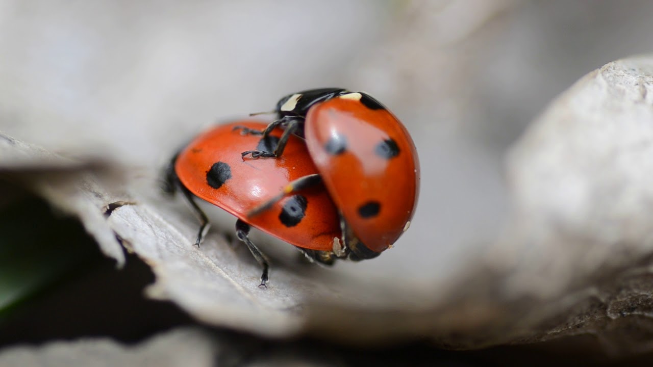 Ladybug Sex Ladybird Sex Funny Youtube