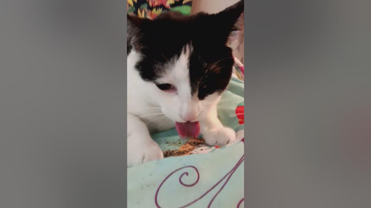 Bandit having catnip - YouTube
