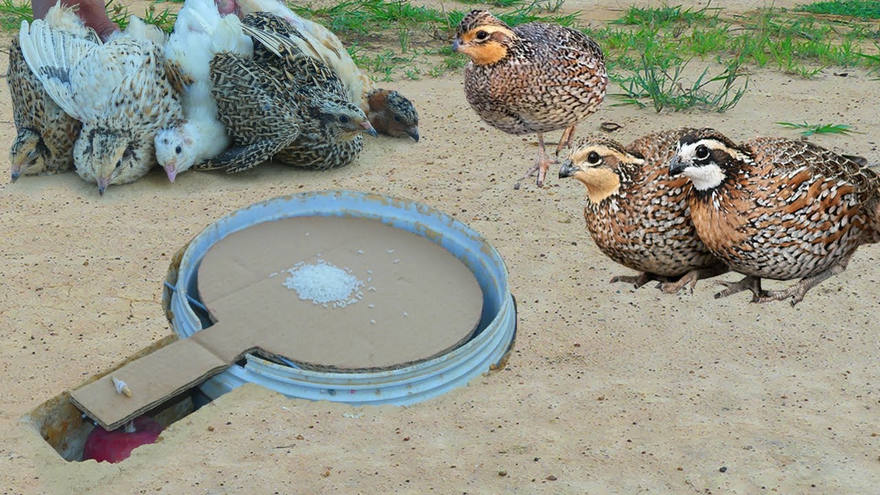 Best Bird Trap - Easy Creative quail Trap Make From Cardboard And Old ...