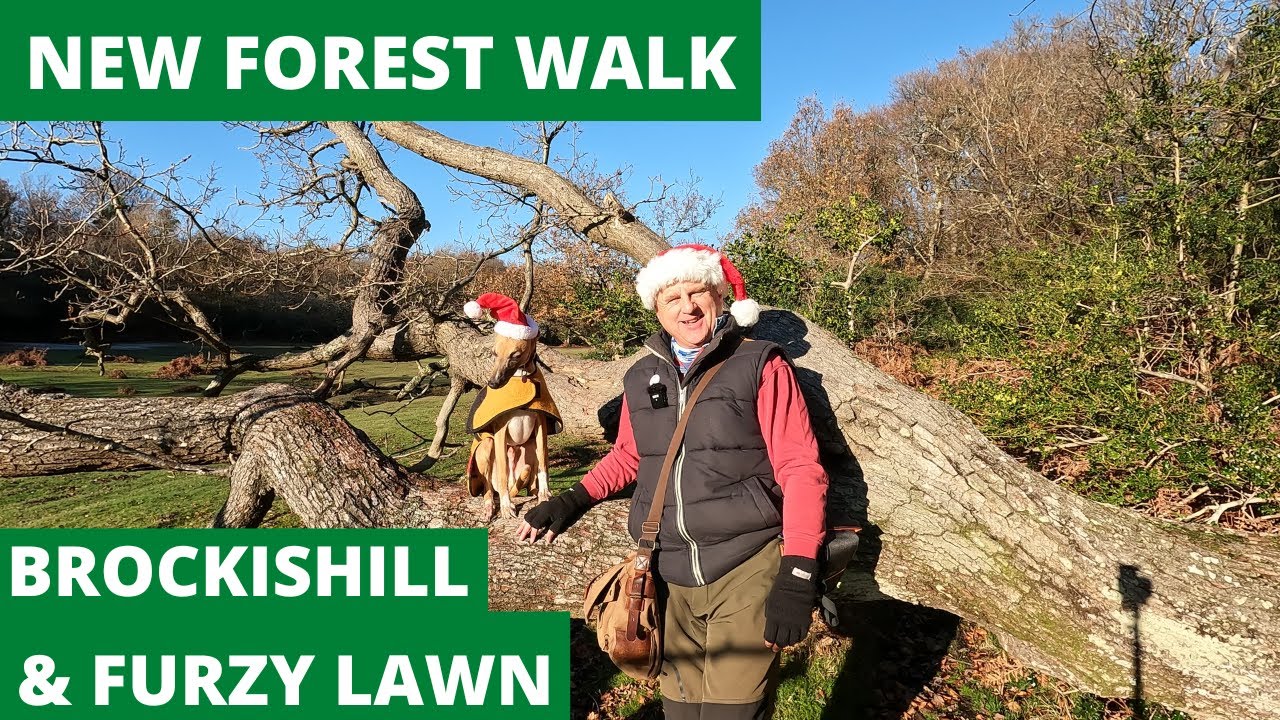 A WINTER NEW FOREST WALK at BROCKISHILL INCLOSURE & FURZY LAWN ...