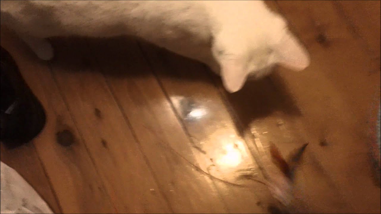 Cat catches Real Mermaid HD - YouTube