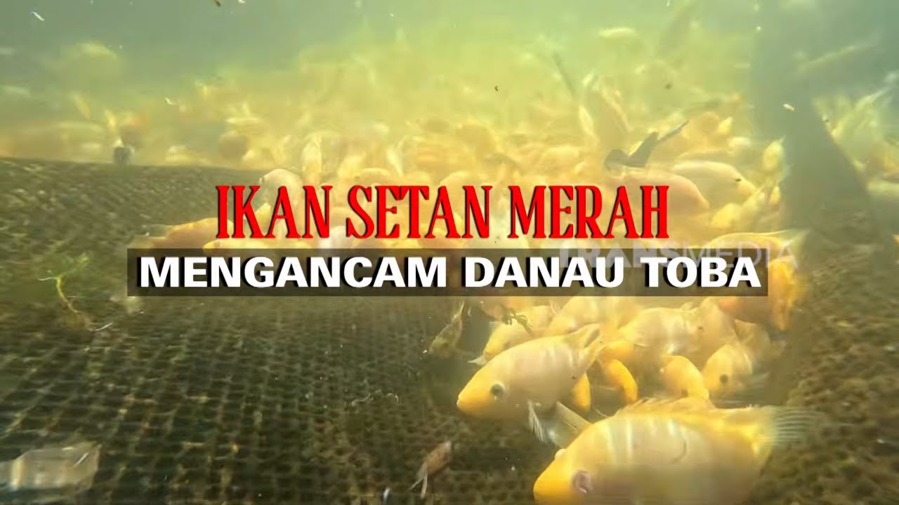 IKAN SETAN MERAH MENGANCAM DANAU TOBA | INDONESIAKU (02/02/26) - YouTube