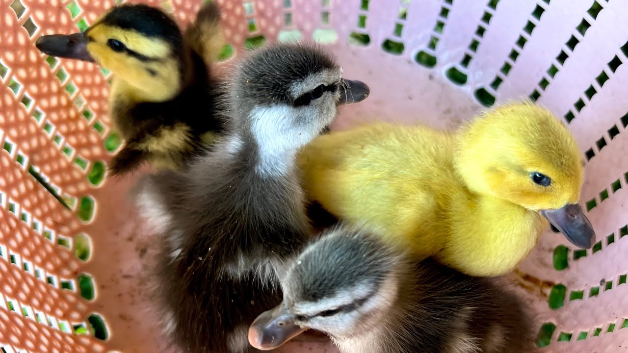 NEW BABY EXOTIC DUCKS IN THE AVIARY! “EPIC” - YouTube