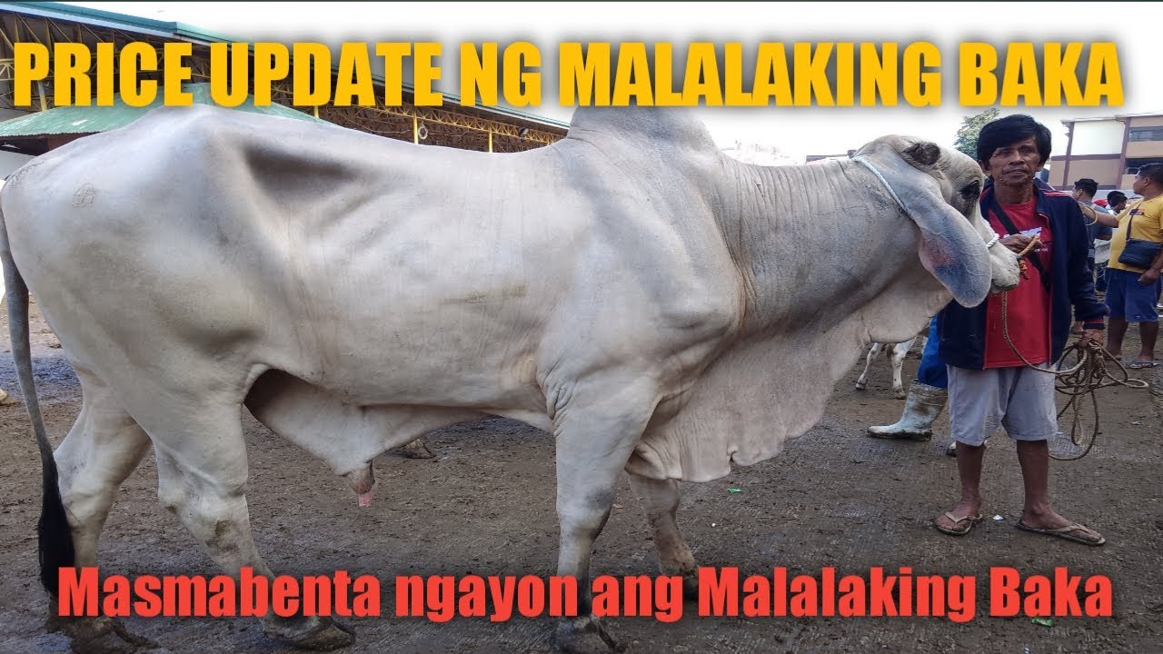 Ang Lalaki ng mga Bakang Dumating dito sa Padre Garcia Batangas..Price ...