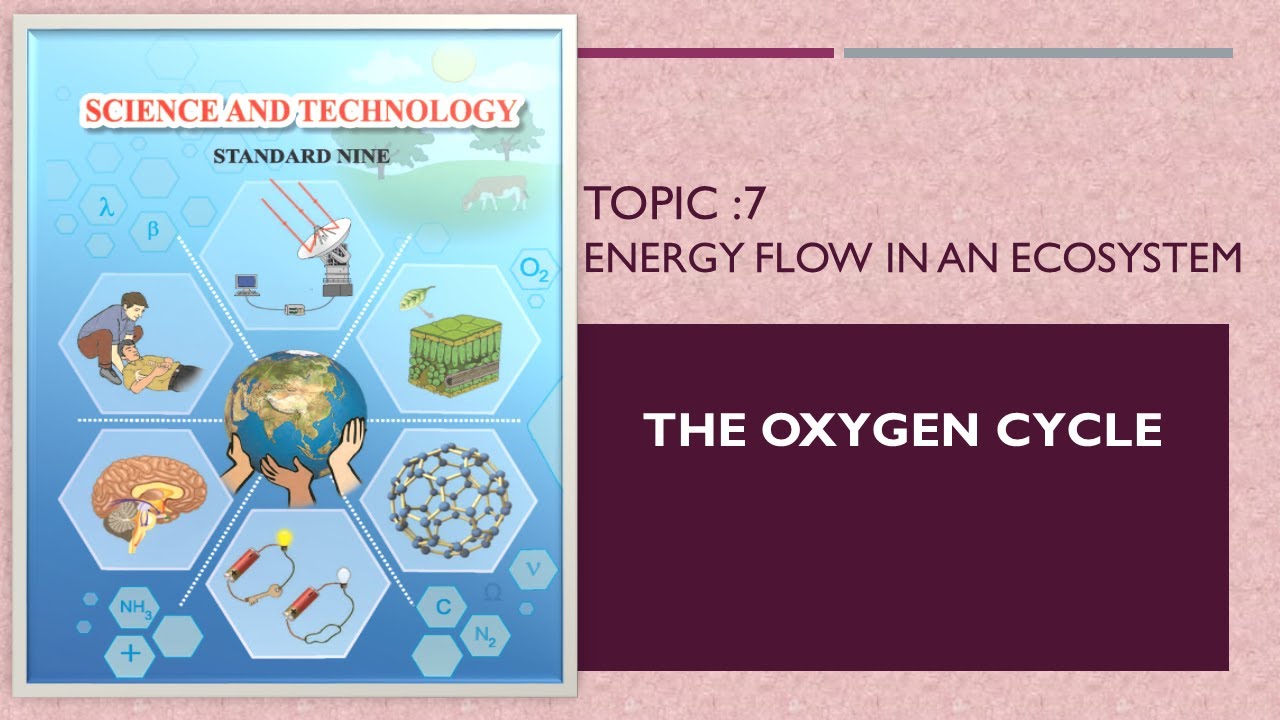 Energy Flow in an Ecosystem : Oxygen Cycle - YouTube