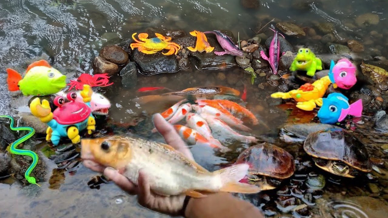 Catch Ornamental Fish, Betta Fish, Koi Fish, Dori Fish, Toman Fish, Big ...
