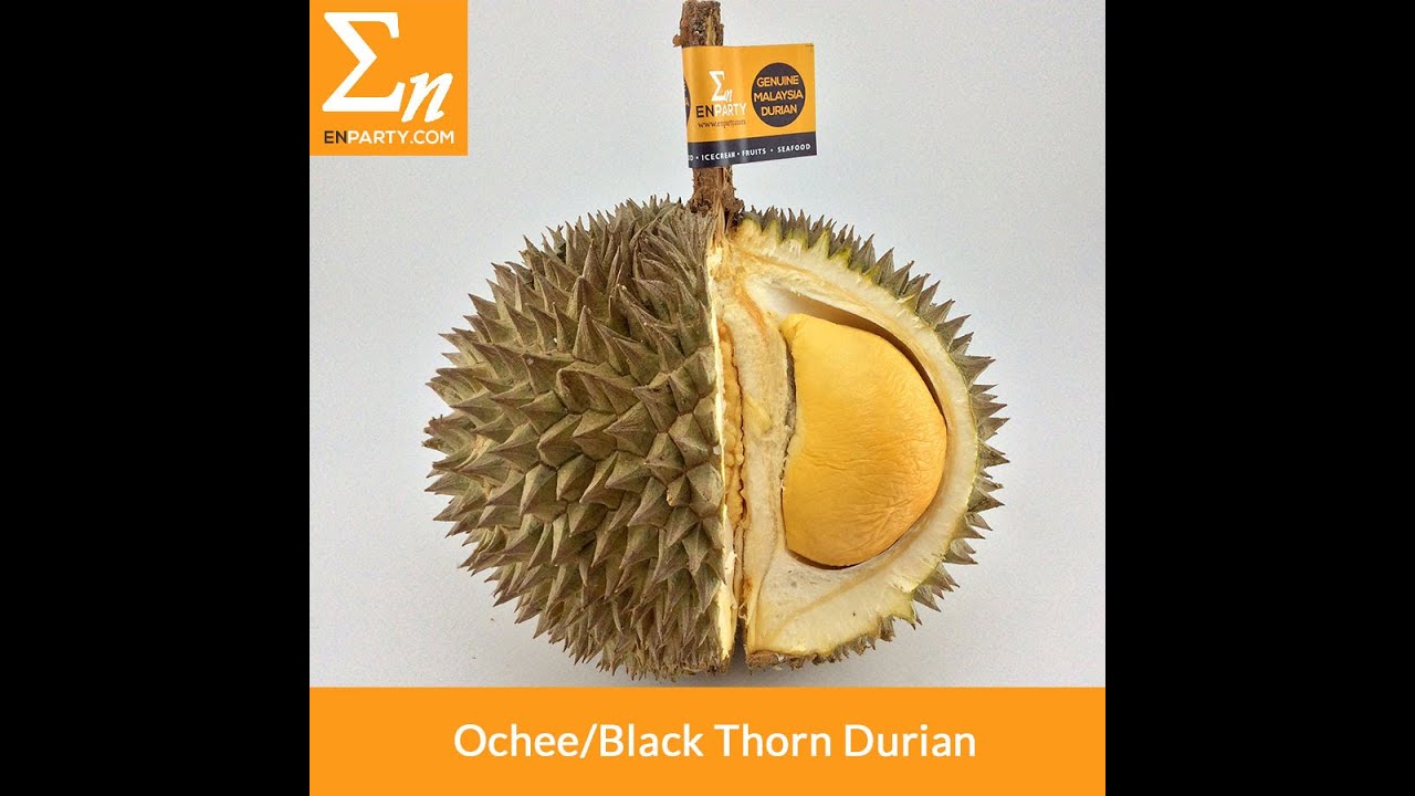 Ochee/Black Thorn Opening Ceremony - YouTube