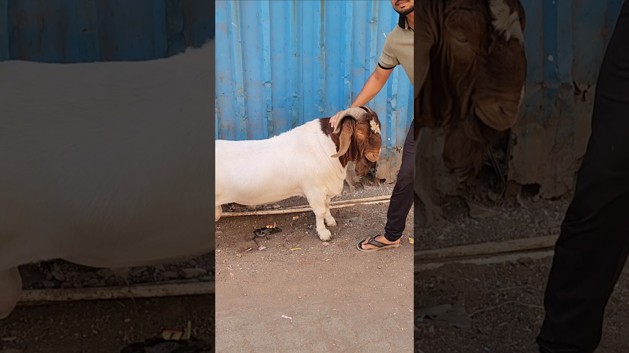 U.R Goat Feed Se Bakre Ka Size Limousine Jaisa Ho Jata Hai. 9594680786 - YouTube