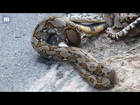King cobra triumphs after facing death in brutal fight with python ...