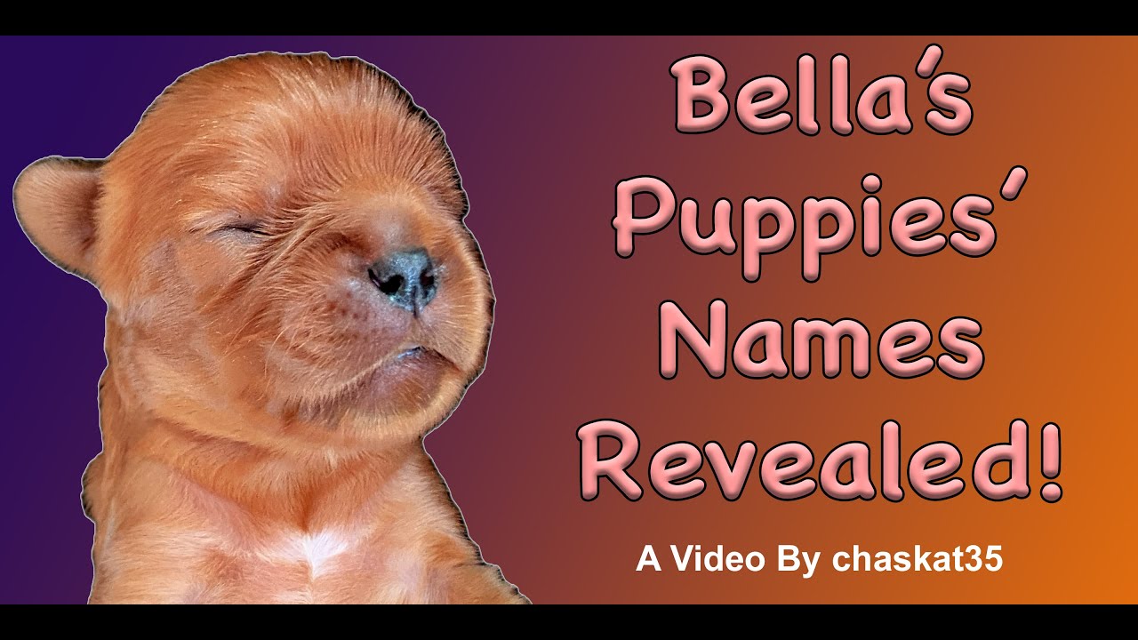 Bella's Puppies' Names Revealed! - YouTube