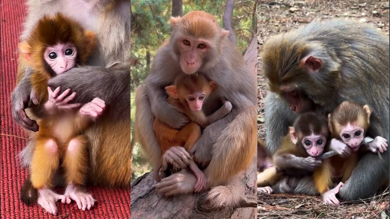 So Sweet 🥰, These Cute Monkey Babies Who Always Sticks To Their Mother ...