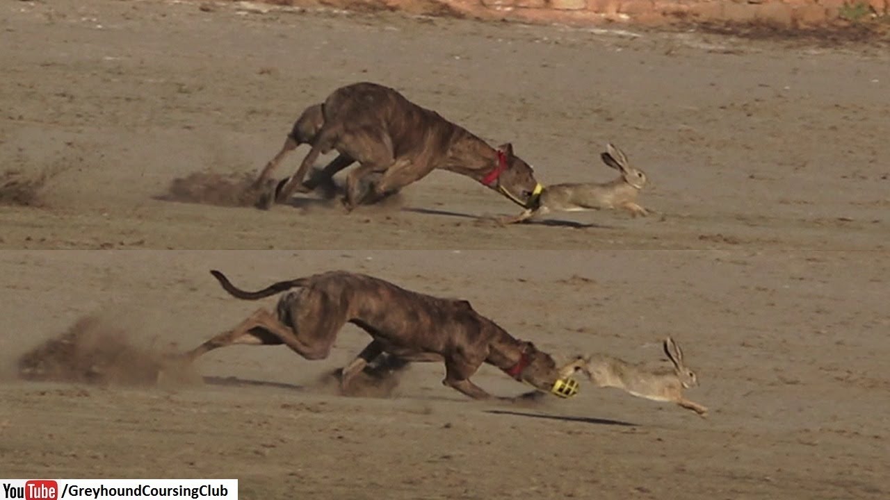 rabbit chase with greyhound in Pakistan - YouTube
