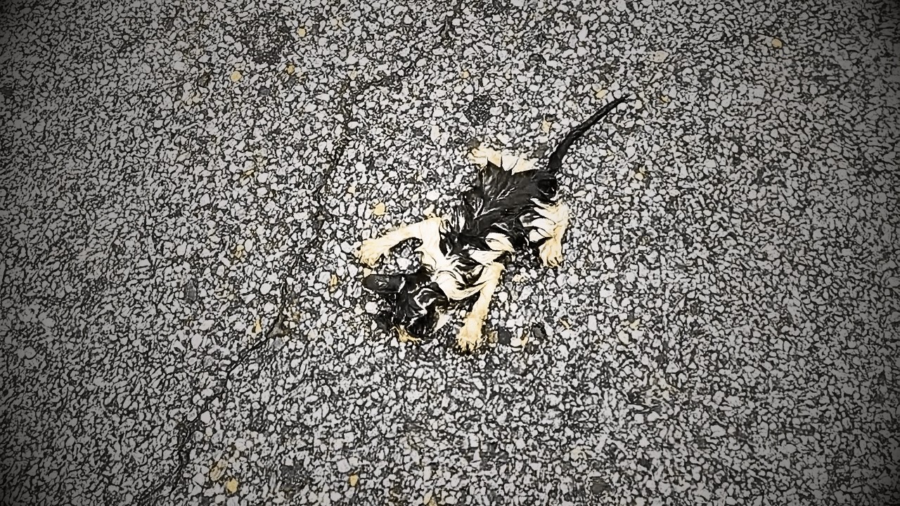 A drenched stray cat lay dying by the roadside, gazing desperately at ...