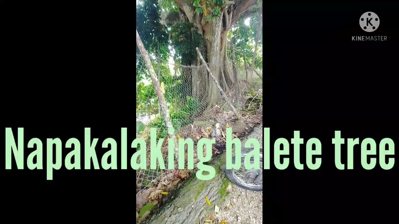 MASDEC SPRING RESORT IN MALABOG, PAQUIBATO DISTRICT, DAVAO CITY - YouTube