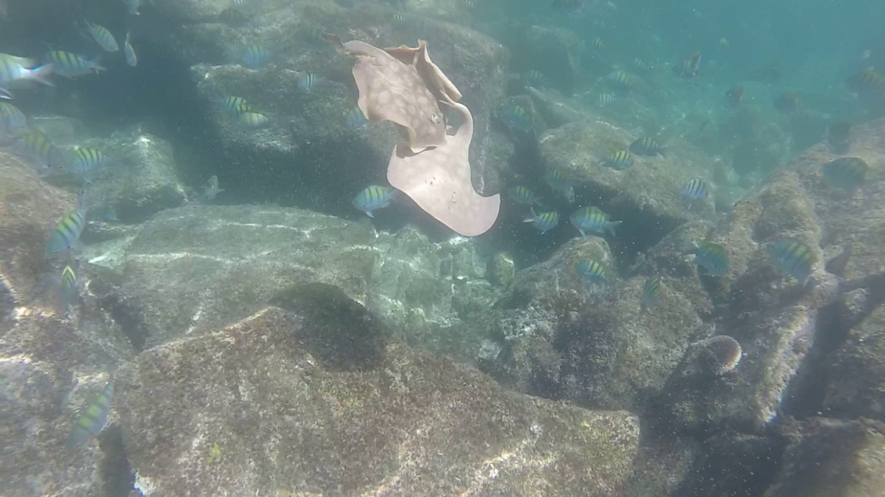 Skates Fighting .. or Mating - YouTube