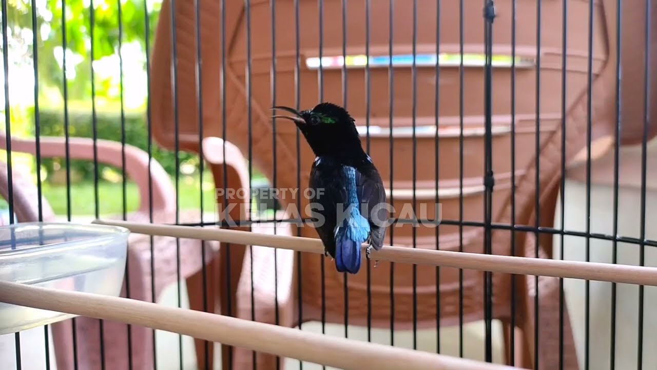 SUARA BURUNG KONIN GACOR FULL ISIAN TEMBAKAN RAMBATAN , 99% AMPUH BUAT ...
