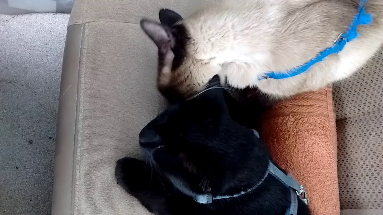 Kayless getting a baff! - YouTube