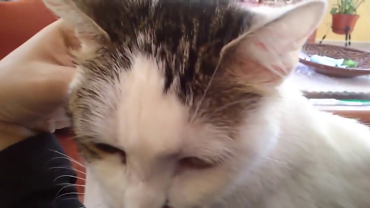 Close Up of Cat Meowing Funny Cat Meowing (Miaou Miaou) - YouTube