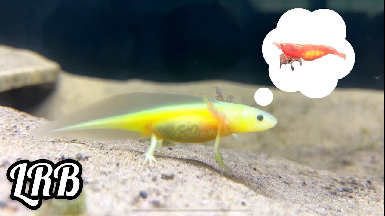 Updates!! Axolotls, Guppies, Baby Fish, Japanese Ricefish, Triops, New ...
