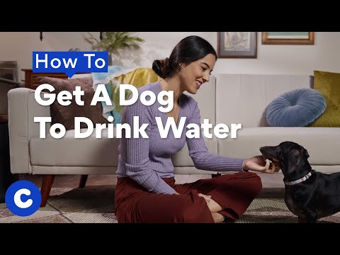 How To Get A Dog To Drink Water | Chewtorials