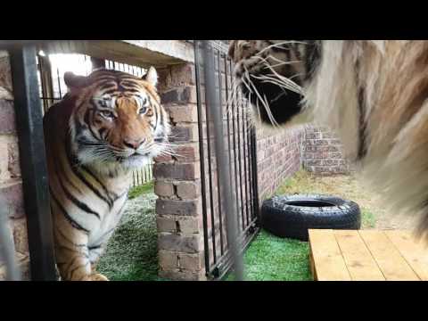 Tigers fight , this is why You don't  fight them!