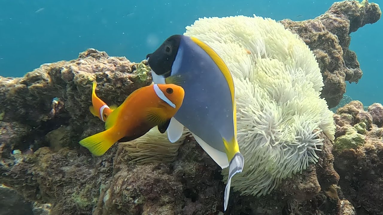 Snorkeling Dream - Nemo best pictures ever - YouTube