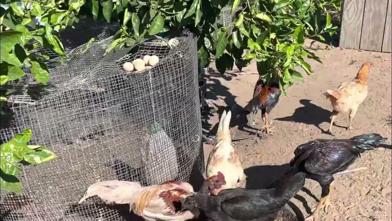 Poj Qaib thiab Poj Nrauj 8-27-22 - YouTube